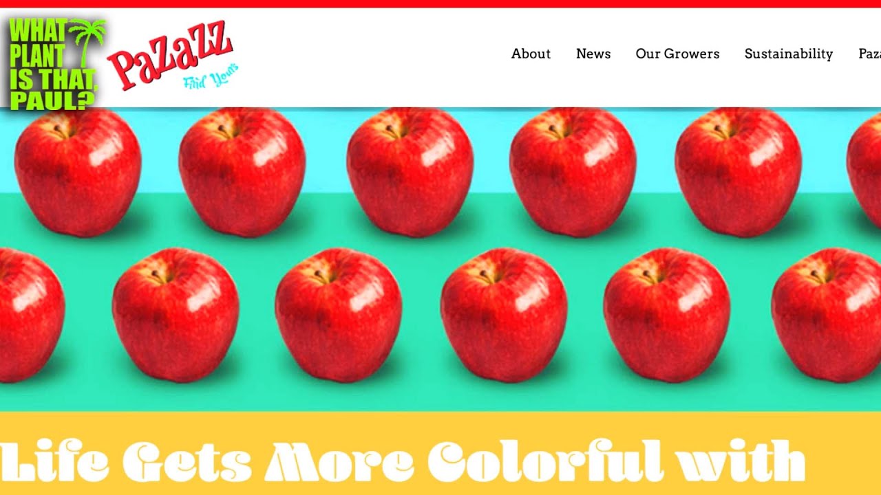 Pazazz Apple TASTING and REVIEW / CRUNCHY and DELICIOUS / This APPLE ...