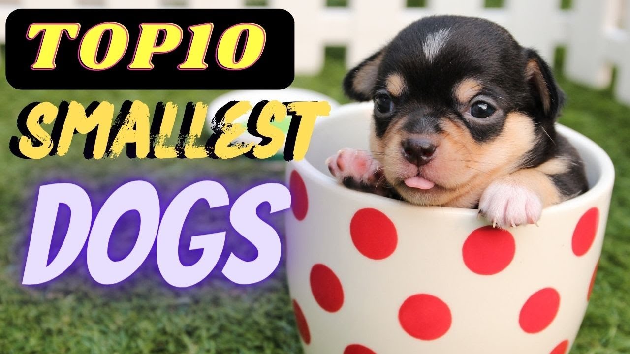 Top 10 Smallest Dogs in The World ! 10 Smallest Dog Breeds - YouTube