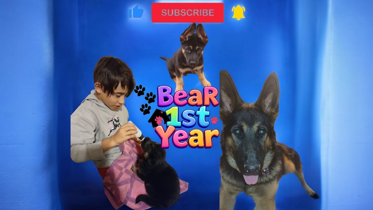 Watch Our GS Puppy Grow Up: From 5 Weeks to 1 Year - YouTube
