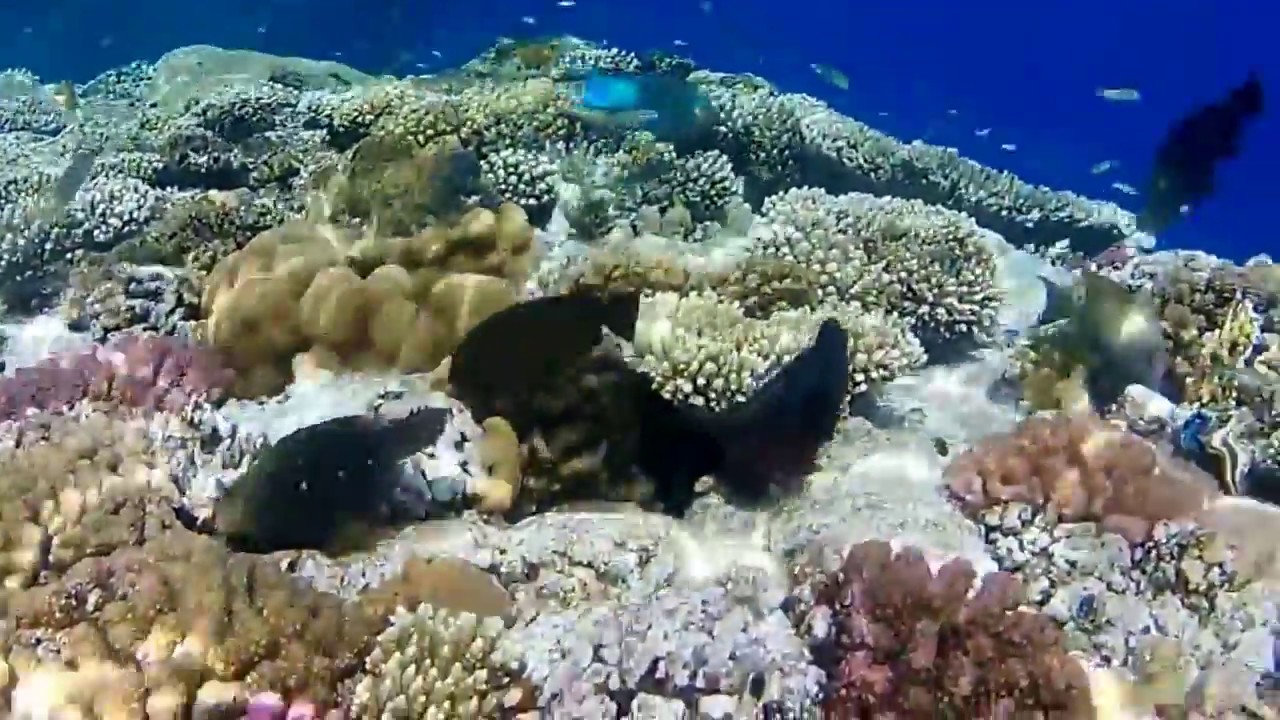 Coral reef, Sharm Resort, Sharm Plaza, Sharm el Sheikh - YouTube