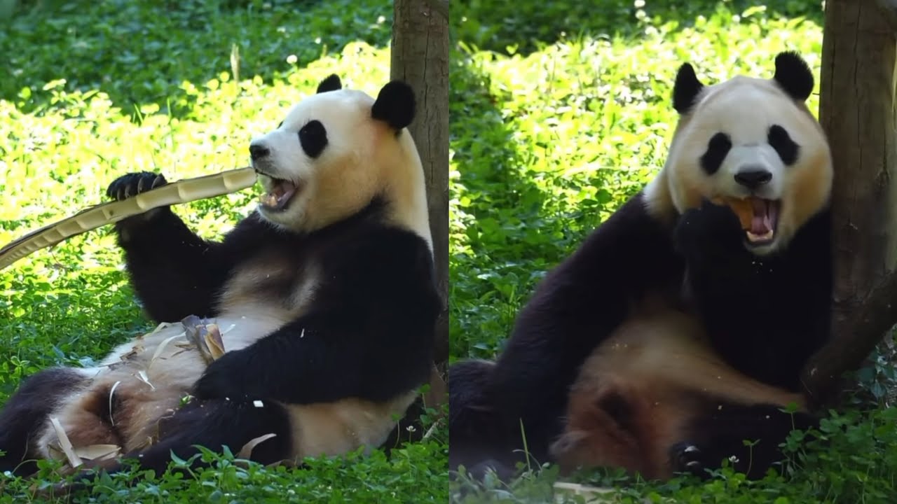 Fu Bao's Eating Show #cute #eatingshow #panda #fubao #푸바오 #pandalove # ...