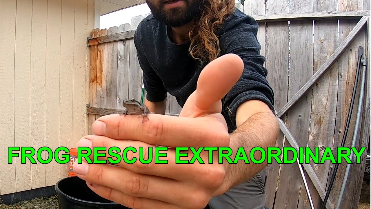How to Rescue a Frog Platinum Signature Edition - YouTube