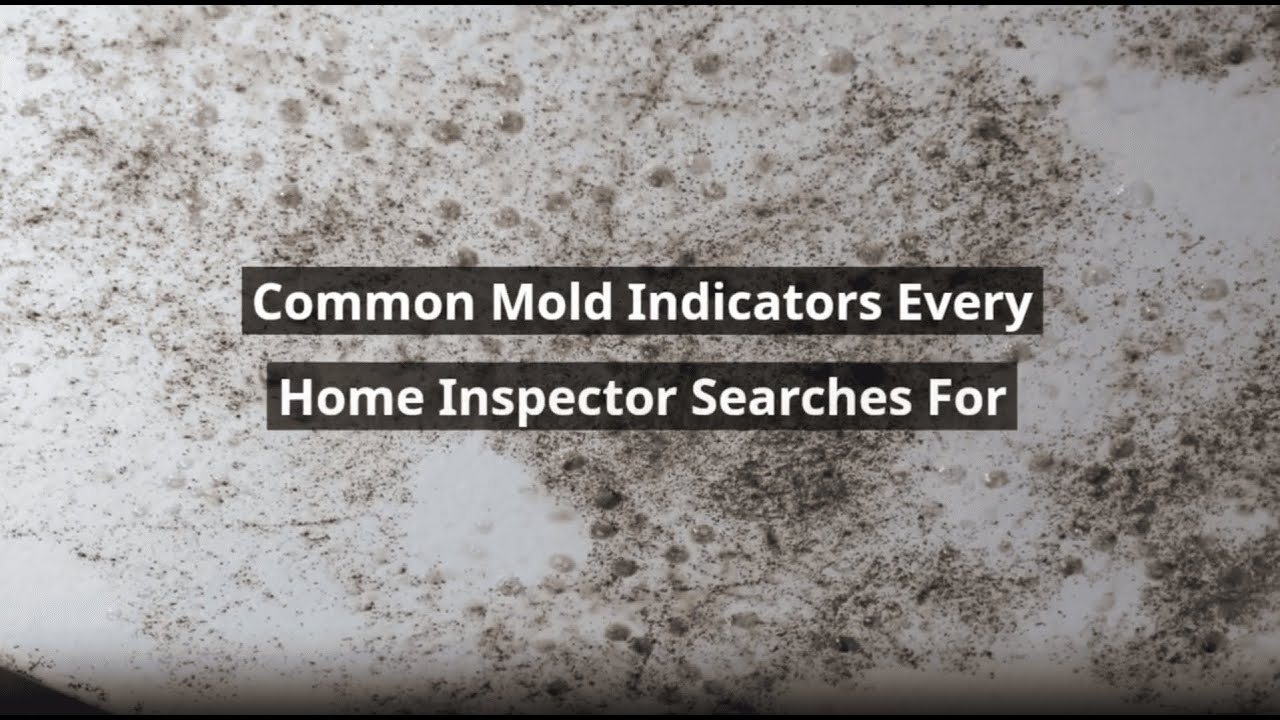 How Home Inspectors Spot Mold: Key Indicators You Must Know - YouTube