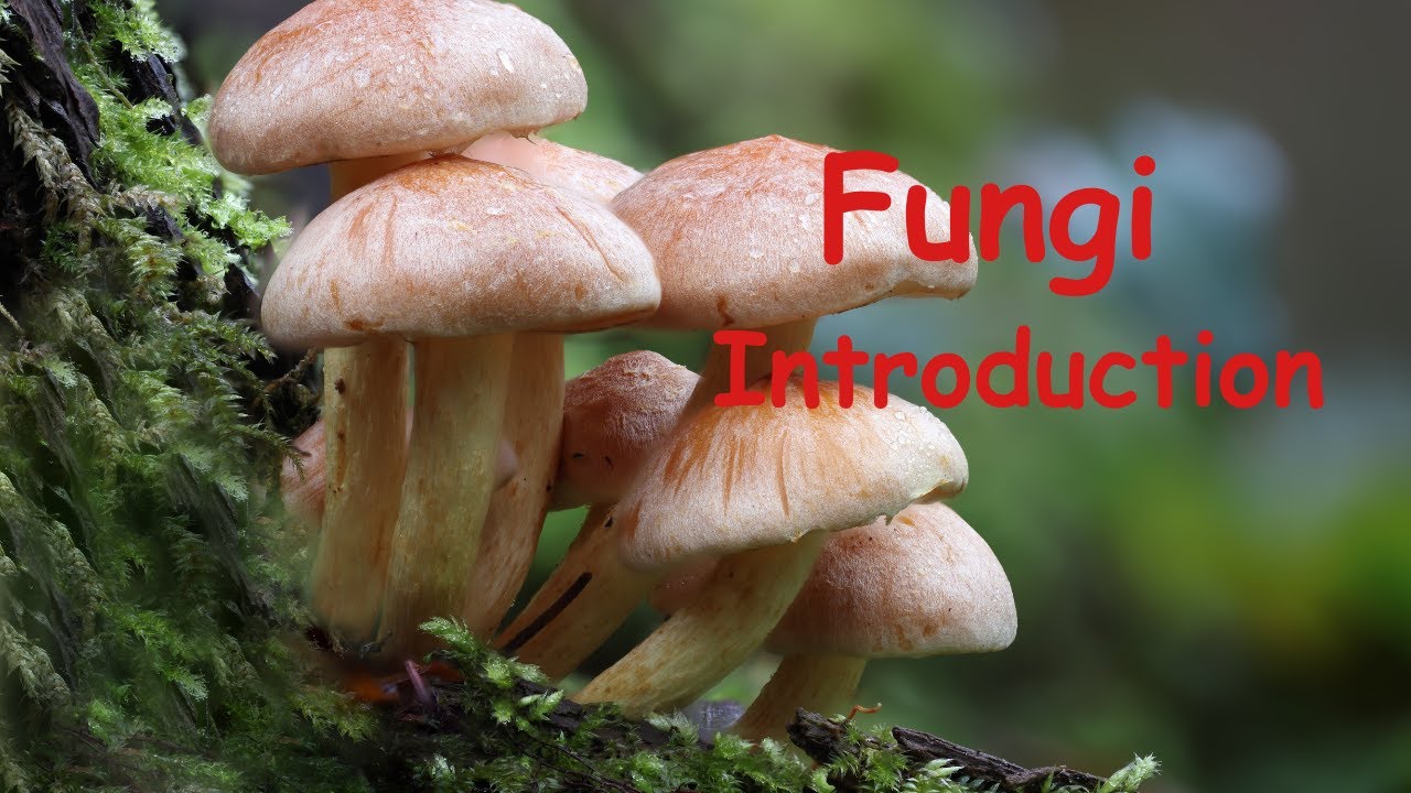 Fungi-Introduction||General Characteristics||Fungi||Life Science ...