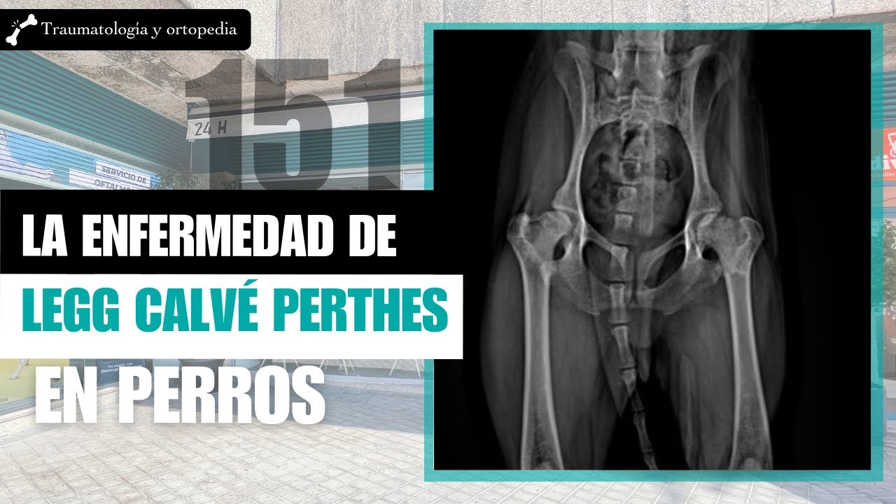 CAPÍTULO 151: La enfermedad de Legg-Calvé-Perthes en perros - YouTube