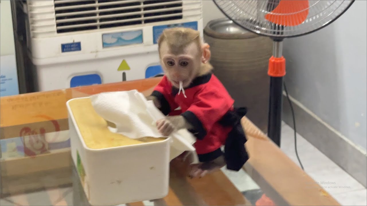 Monkey Caca is mischievous and adorable . - YouTube