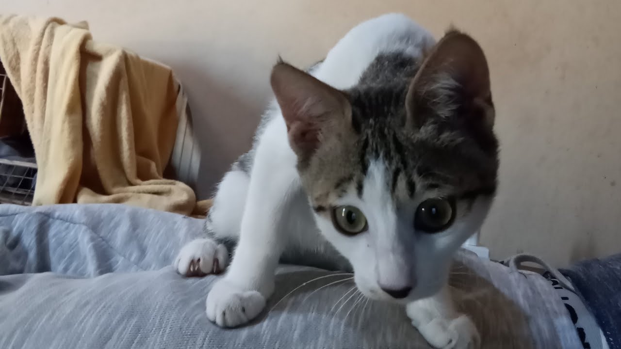 Funny_bonus killer kitten 😻💕 - YouTube