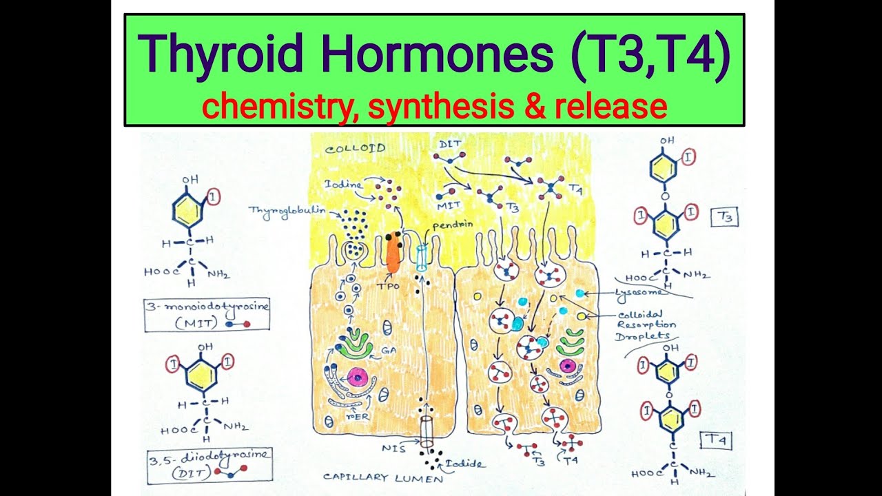 Thyroid Hormones- Chemistry, Synthesis and Release | Thyroid Hormone ...