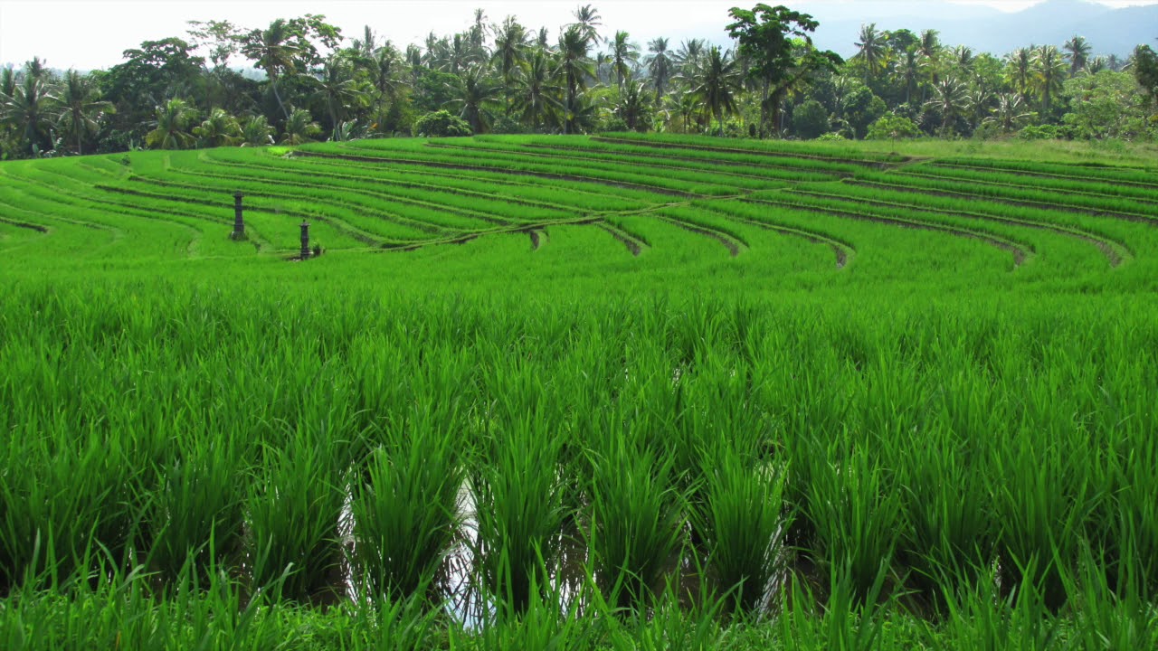 Relax music Rice Field - YouTube