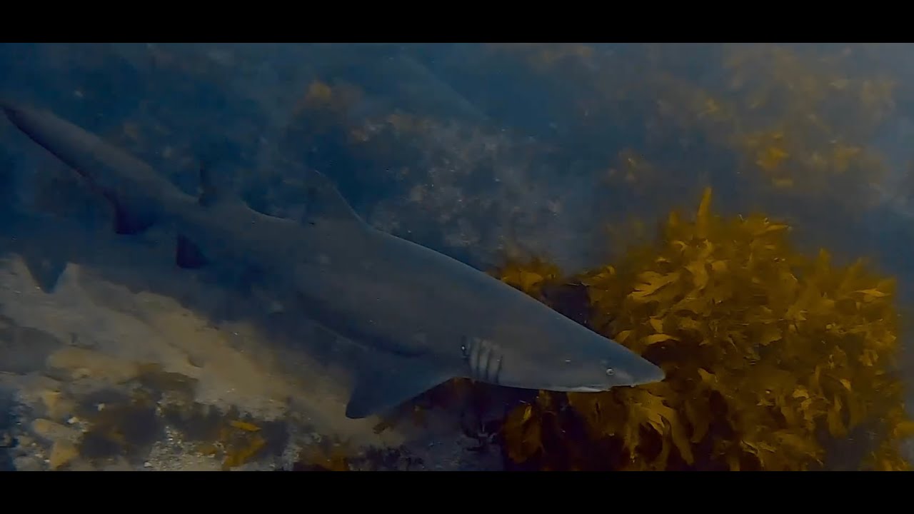 Blue Fish Point Sydney Nurse Shark Dive - YouTube