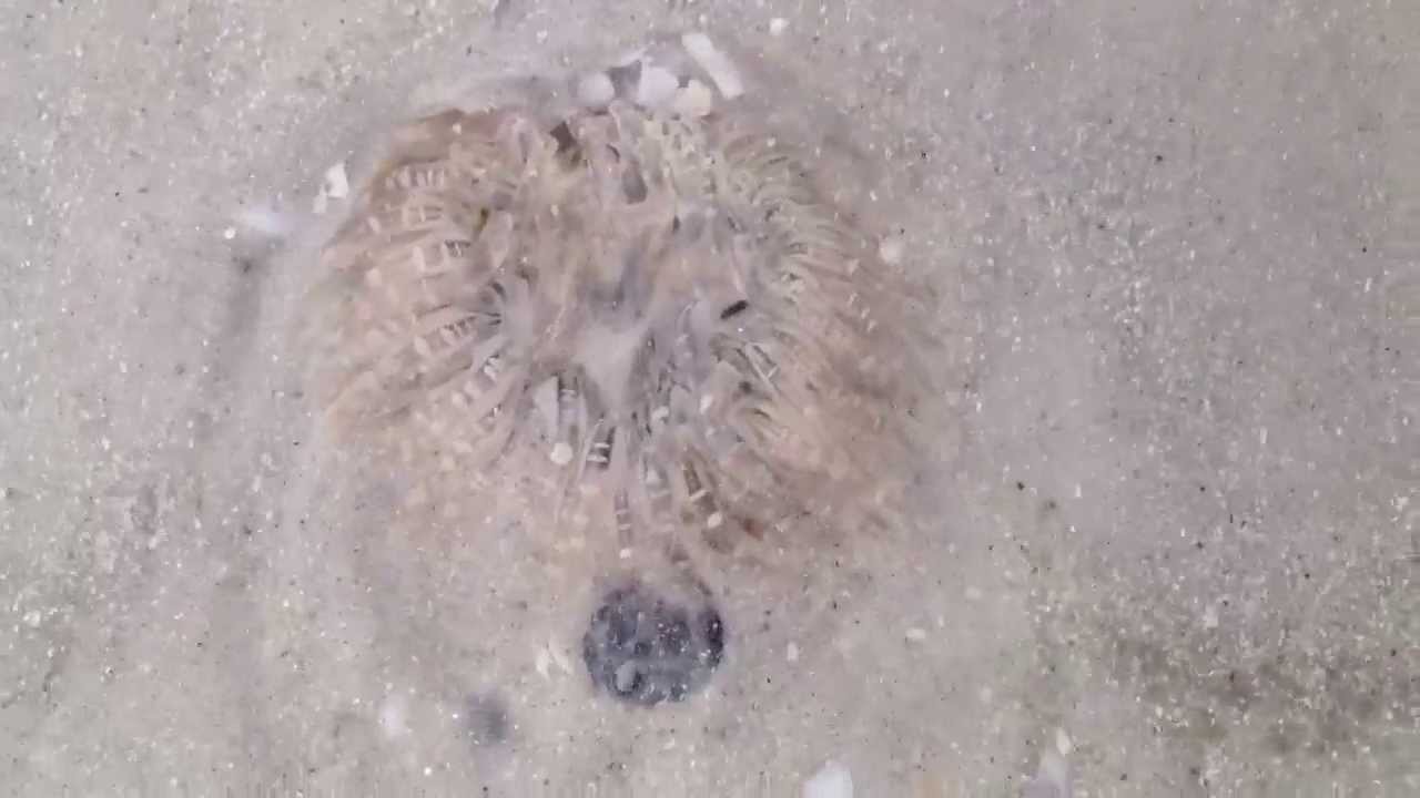 Sea creature during low tide on Seagrape beach in Sanibel, FL. - YouTube