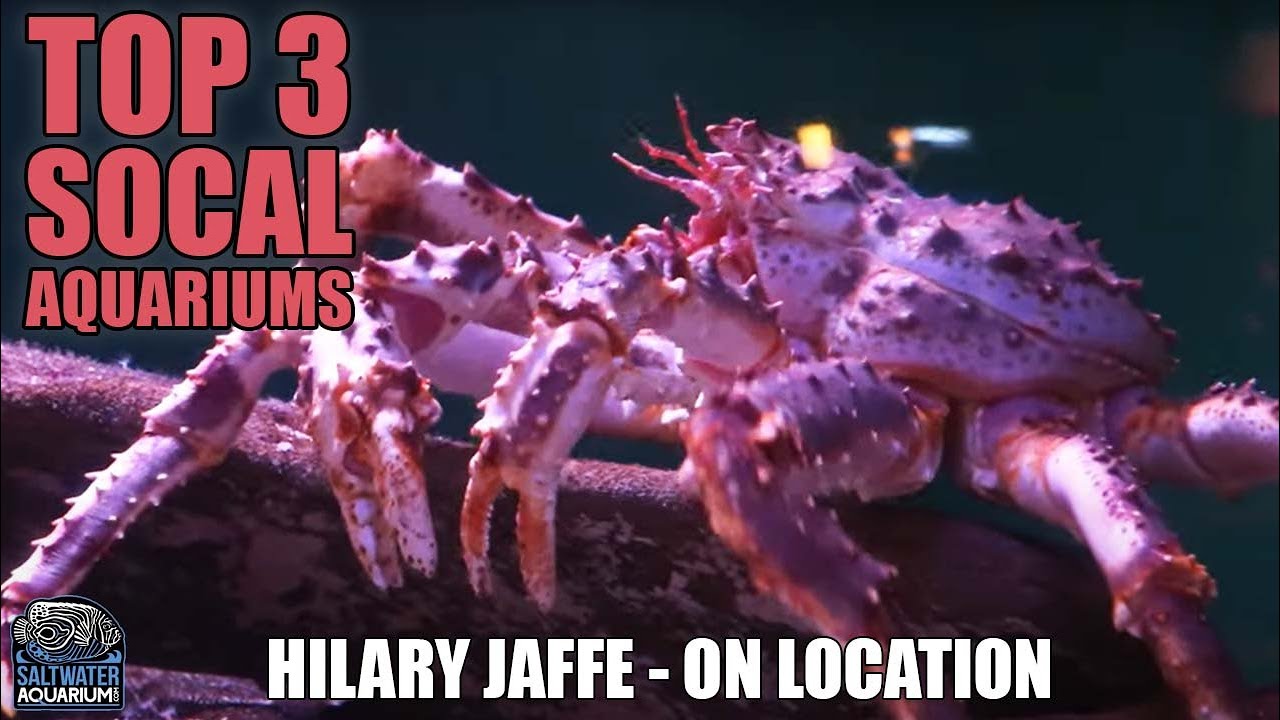 TOP 3 SoCal Aquariums - Hilary Jaffe On Location - YouTube