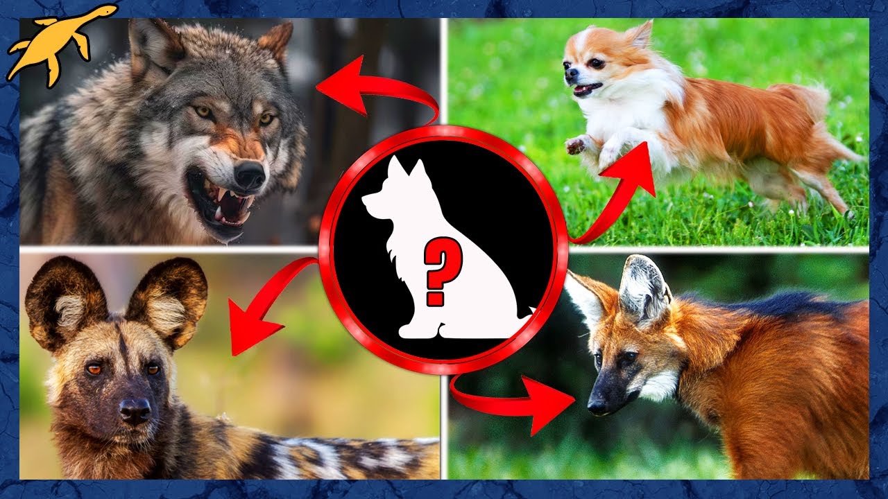 ORIGEM e EVOLUÇÃO dos CÃES, LOBOS e RAPOSAS (Canídeos) - YouTube
