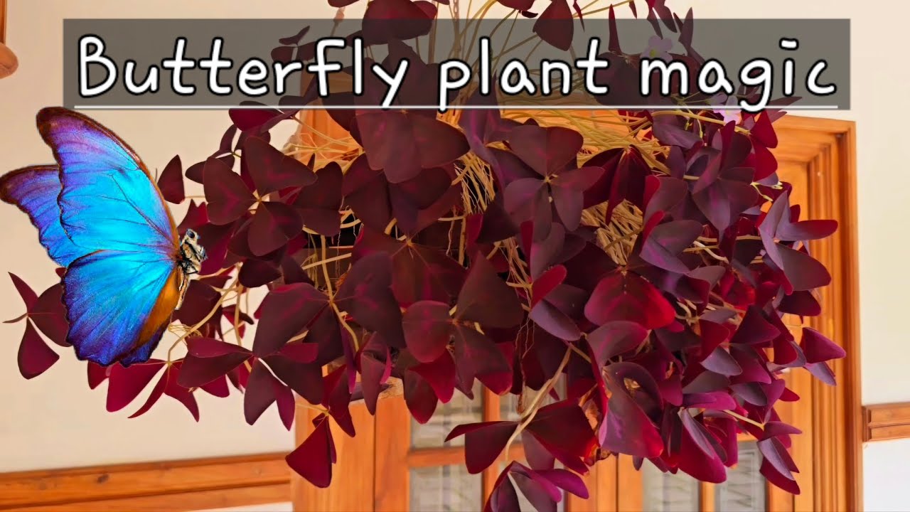 “Butterfly Purple Plant in Hanging Pot – Oxalis Triangularis Beauty ...