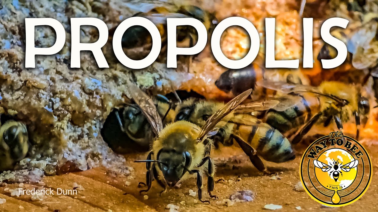 Propolis on a hive entrance, benefits of bee applied propolis explained ...