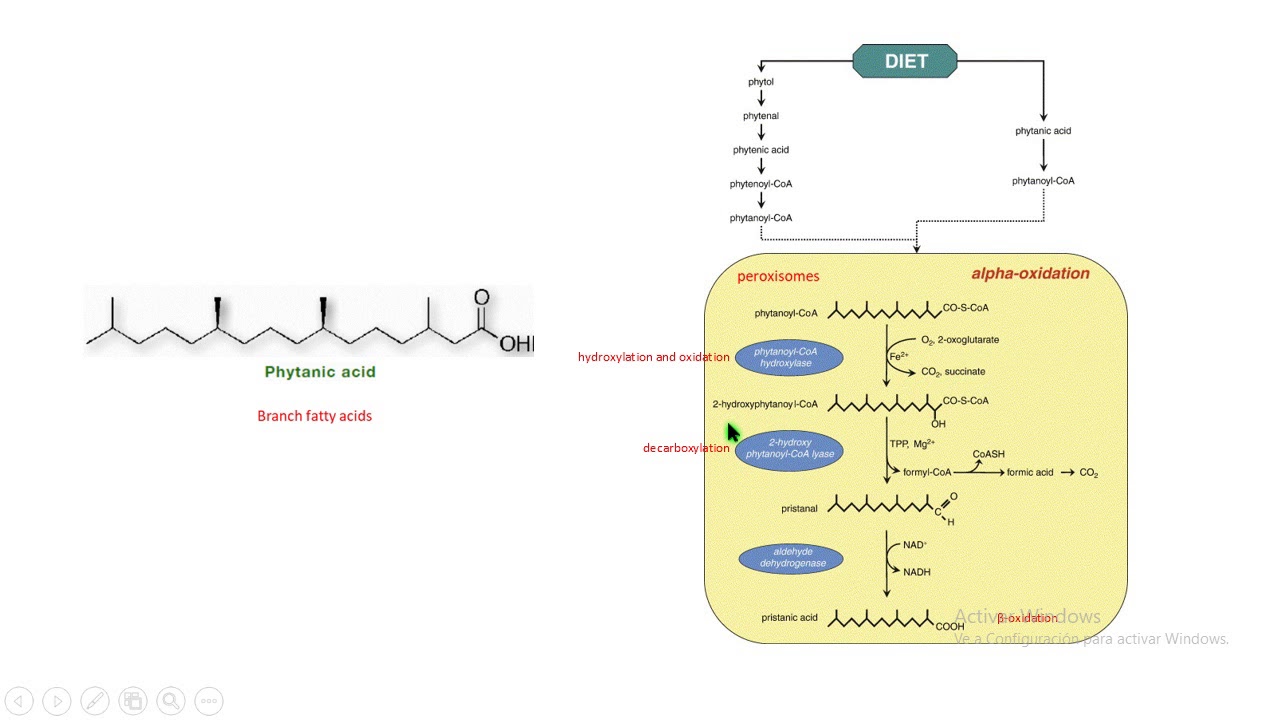 alpha oxidation lipid ácidos grasos fat biochemistry bioquímica - YouTube