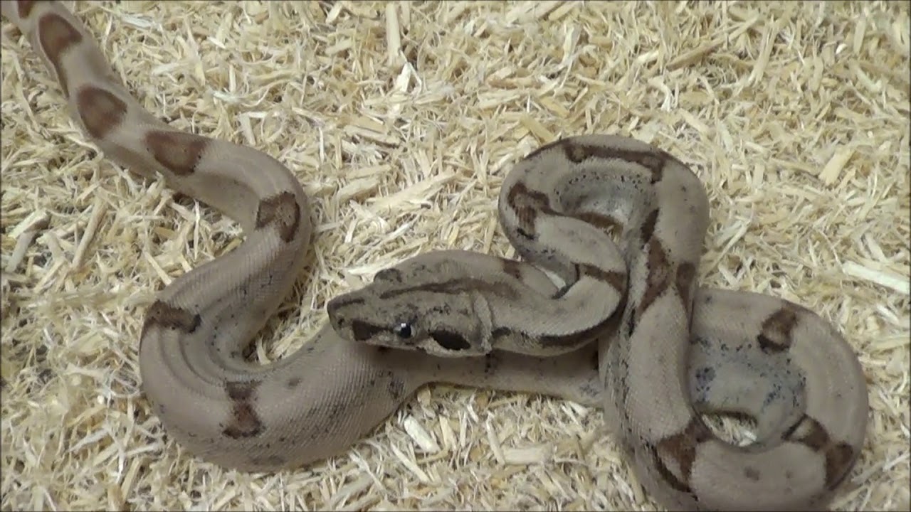 1 2017 Male Hypo Silver Colombian Boa - YouTube