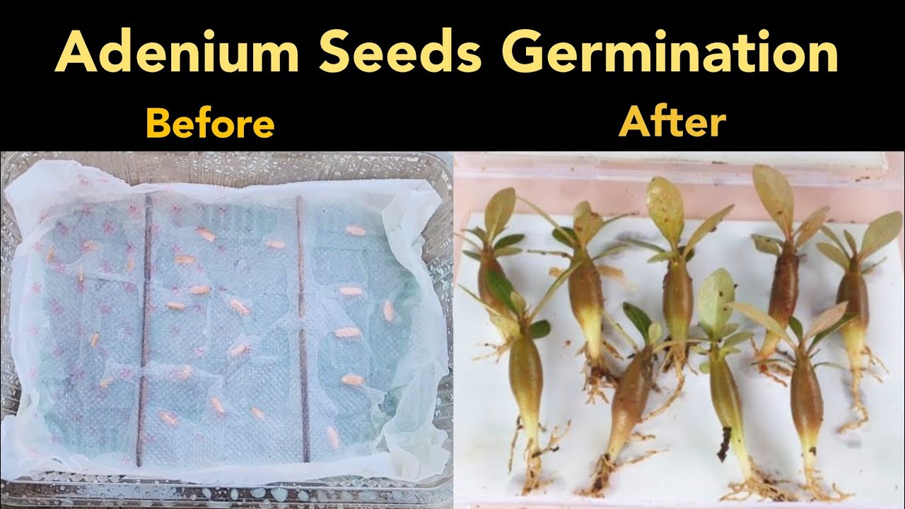 Adenium k beej se adenium ugana seekho / Adenium plants from seeds to ...