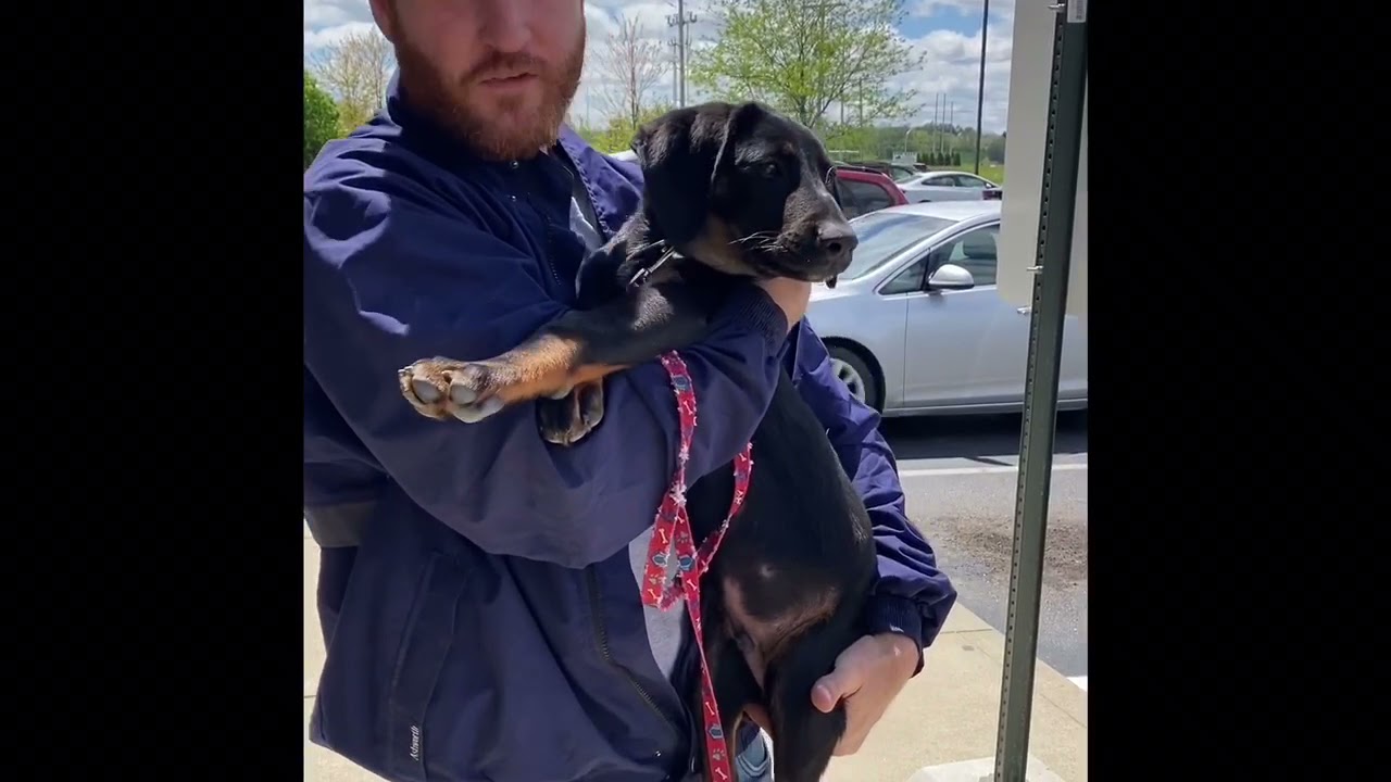 Video of adoptable pet named Loki Fluff - YouTube