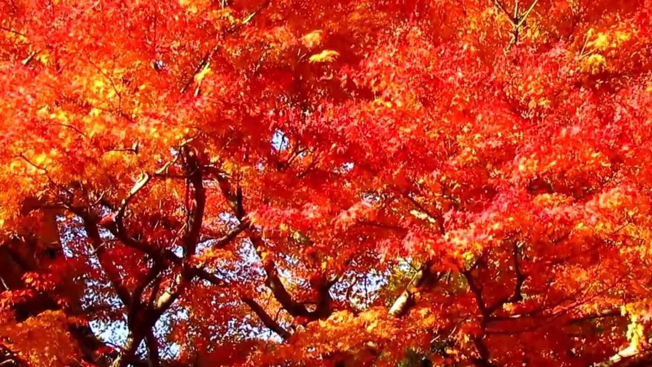 Autumn colours of Mount Takao, Tokyo 高尾山の紅葉 - YouTube