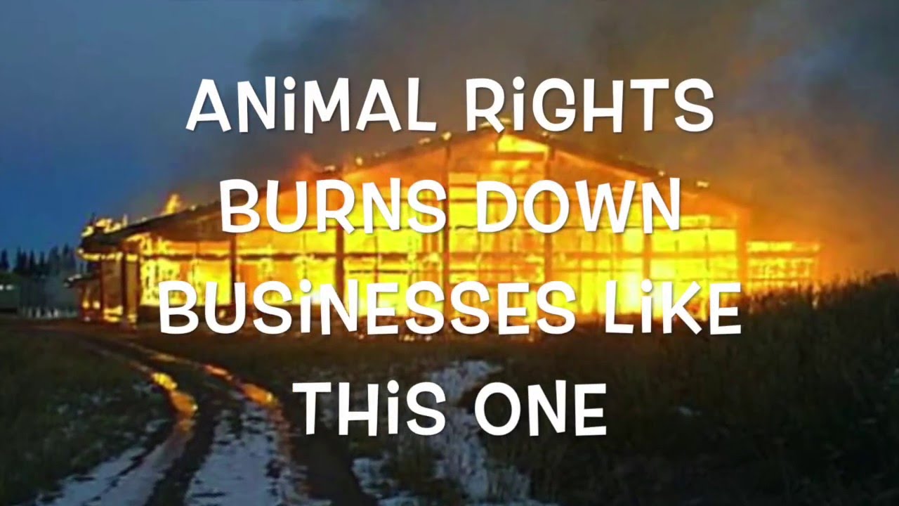 Animal Rights Terrorism - YouTube
