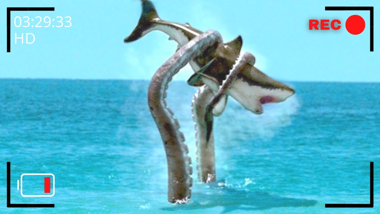 10-animals-that-can-kill-a-shark-easily-youtube
