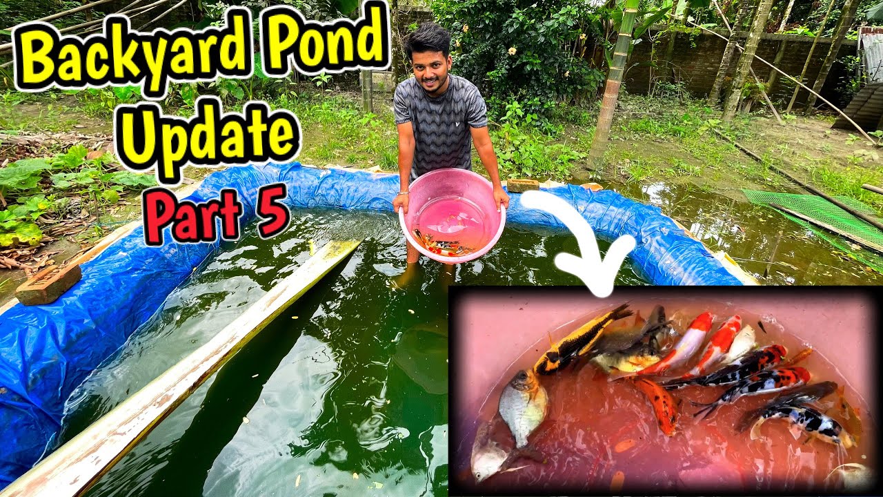 Backyard Pond Update🔥Part 5 : Awesome growth of my Koi Fish, Pirhana😜 ...