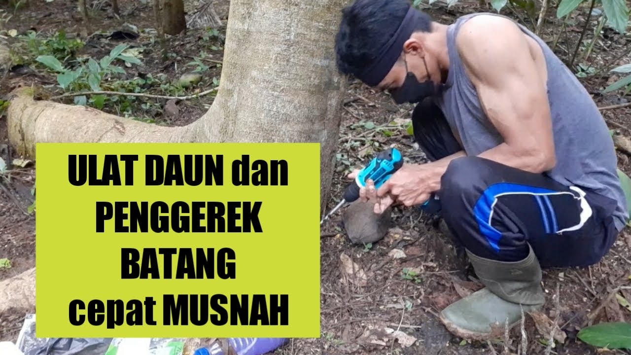 Cara Mengatasi Hama terap Penggerek Batang dan Ulat Daun Pohon Sengon ...