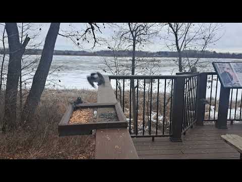 Feeder Birdcam Fort Atkinson Wisconsin Dorothy Carnes Park Rose Lake 3 ...