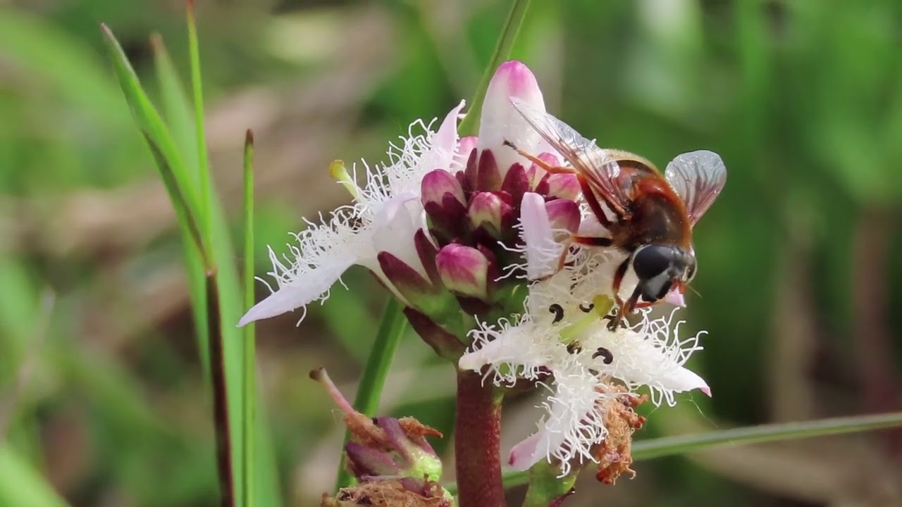 Bog Hoverfly Eristalis cryptarum - YouTube