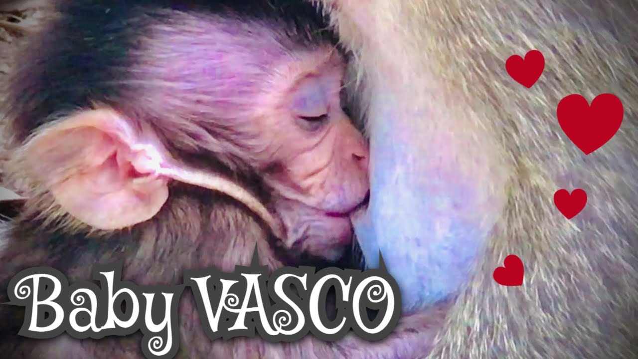 Starving Baby Vasco’s breastfed by Mom Violet 💕Baby Vasco is so ...