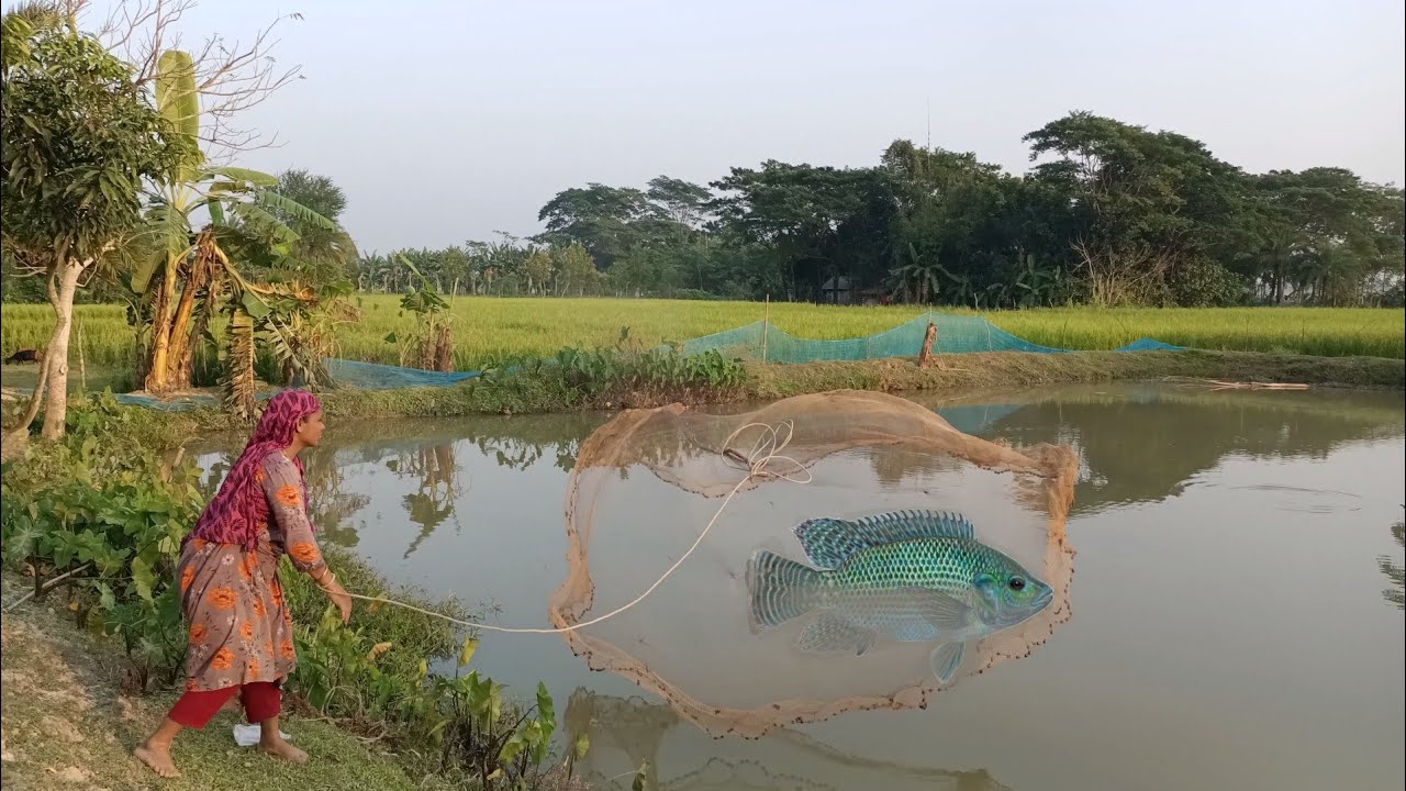 watch the amazing fishing video in village 😱 best net fishing in ...