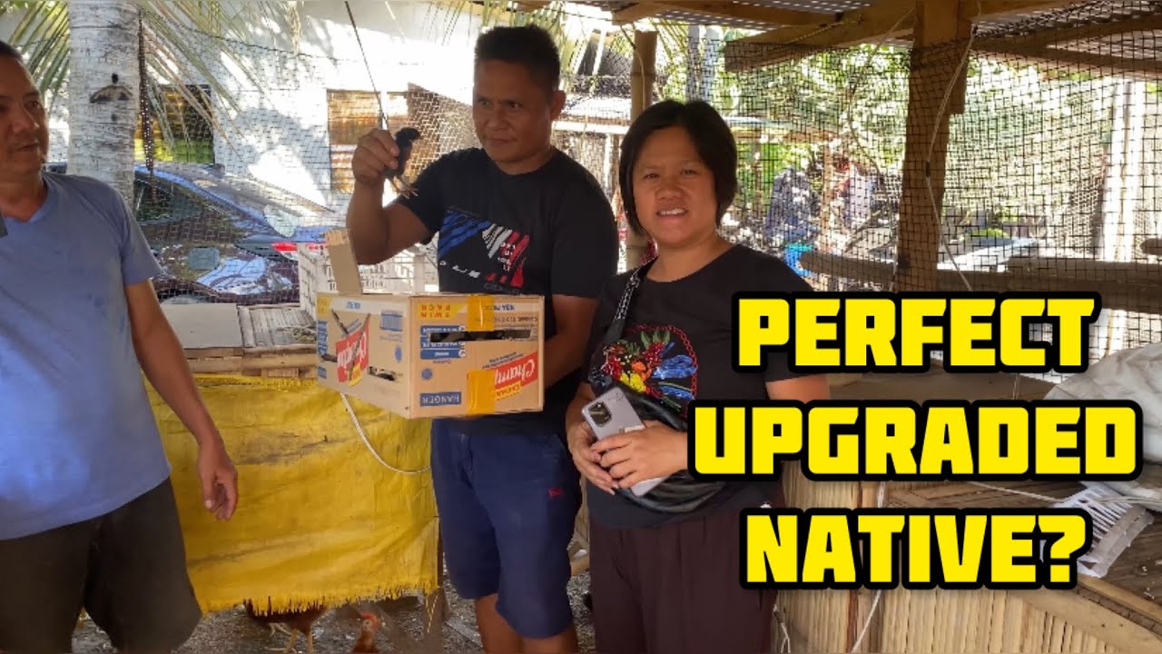 PAANO MAGPALABAS NG PERFECT UPGRADED NATIVE CHICKEN?! - YouTube