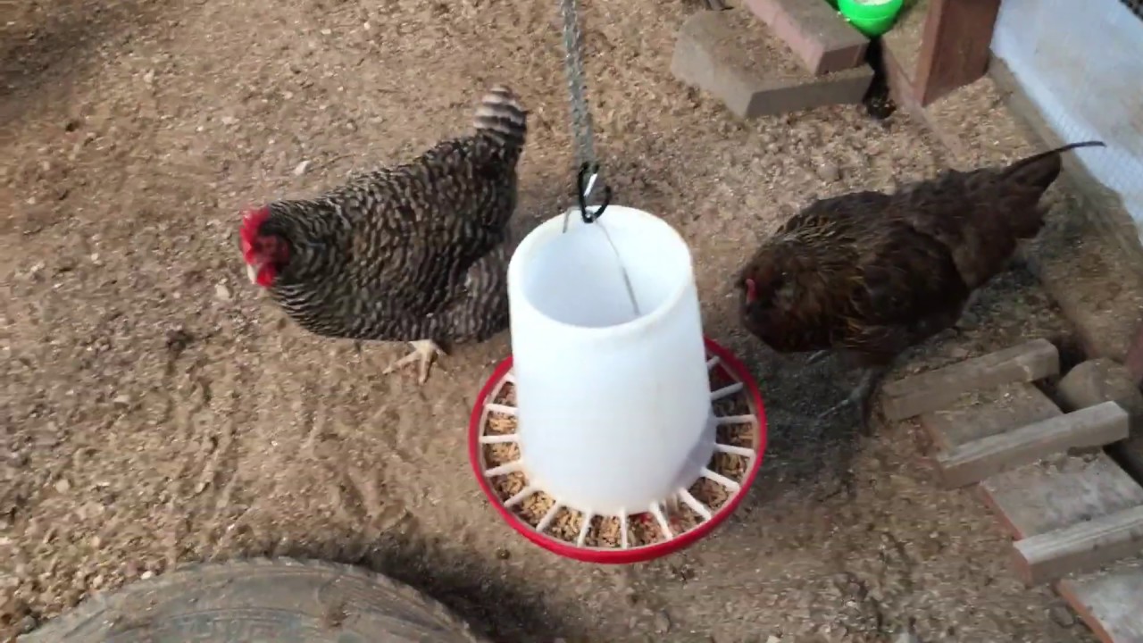 Chicken Chores, Usual Morning Edition - YouTube