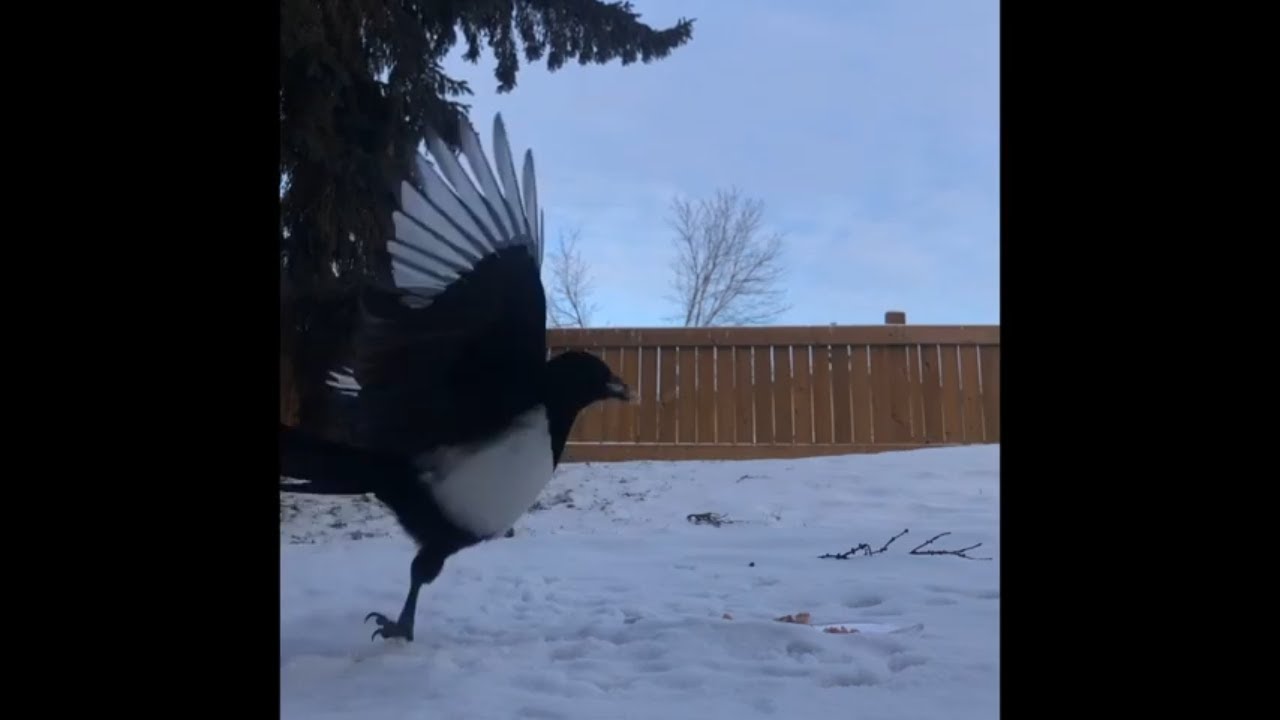Magpie is eating turkey 🦃 meat in icy 🥶 T less than -20*C - YouTube