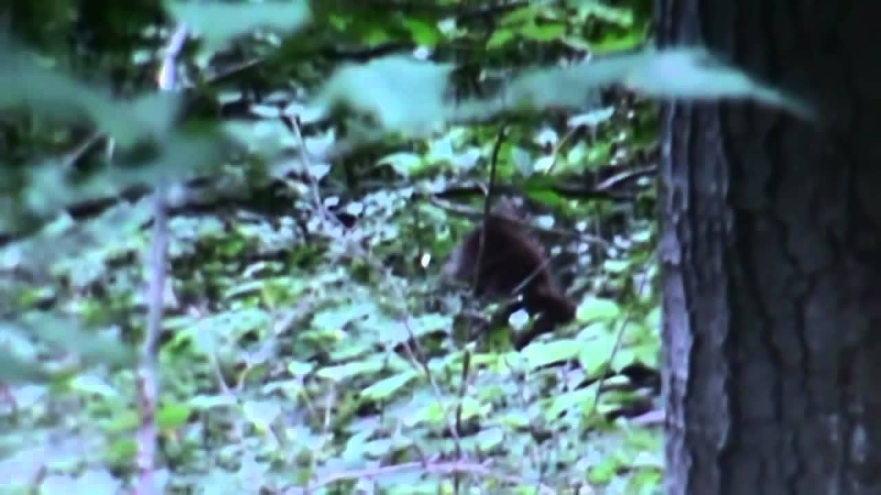 Red Sasquatch Close Encounter Sept 2013 - YouTube