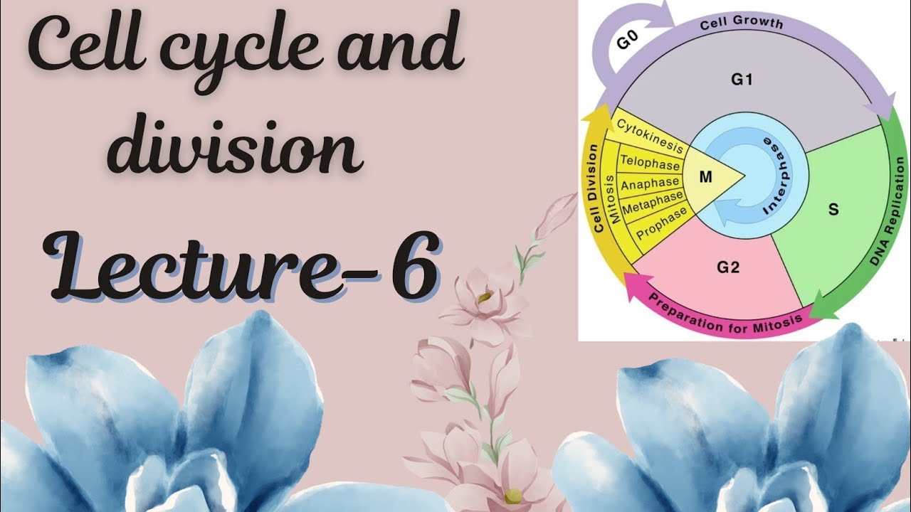 Cell cycle and division lecture - 6 - YouTube