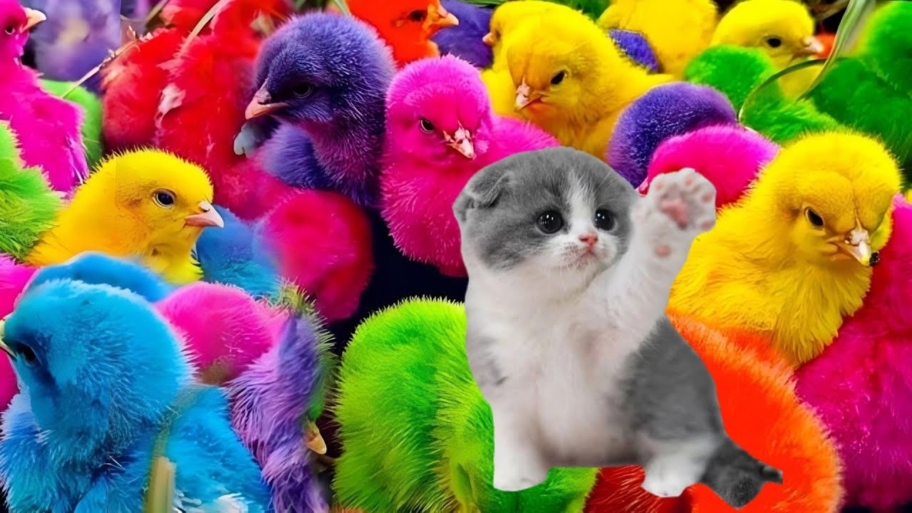 Catch cute chickens, colorful chickens, crazy rainbow chickens, rabbits ...