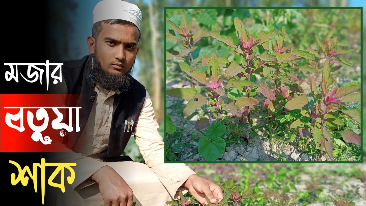 বতুয়া শাখ । বতুয়া শাকের গাছ Batua Branch Batua vegetable tree ...