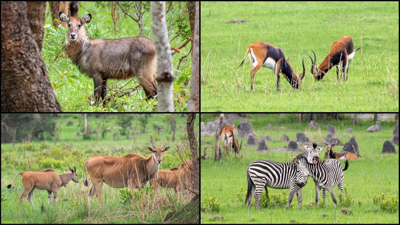 ZAMBIA: Nsobe Game Camp - Game Drive - YouTube