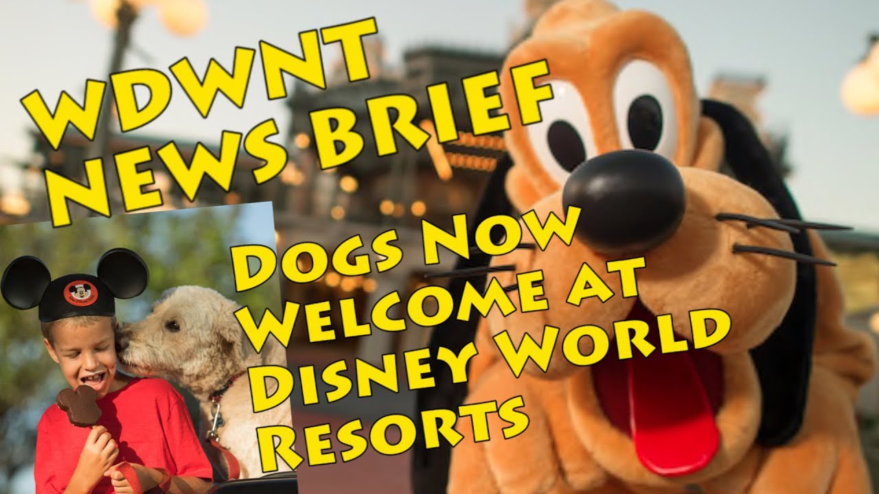 Dogs Are Now Welcome at Select Walt Disney World Hotels - WDWNT News ...