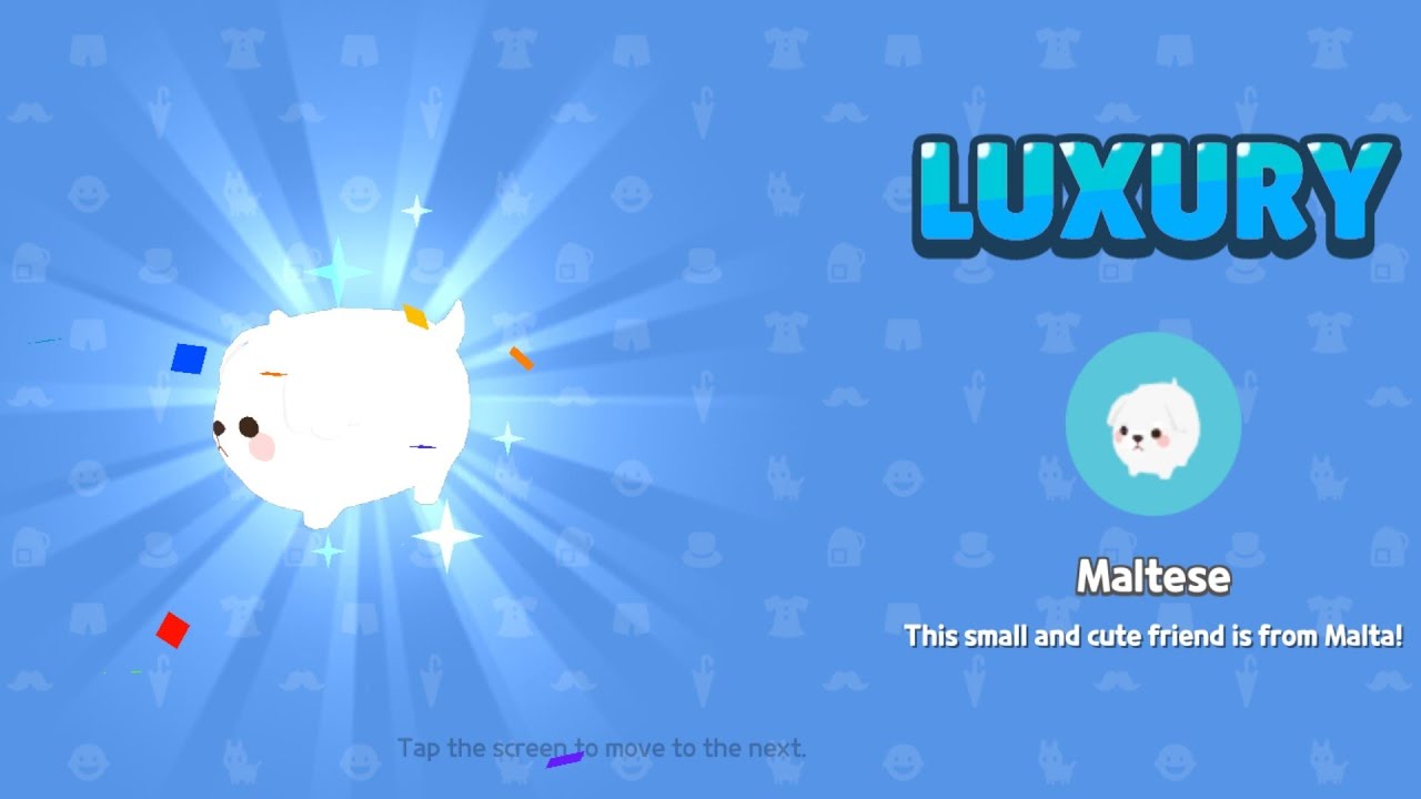 Play Together Pet: Maltese Dog - YouTube