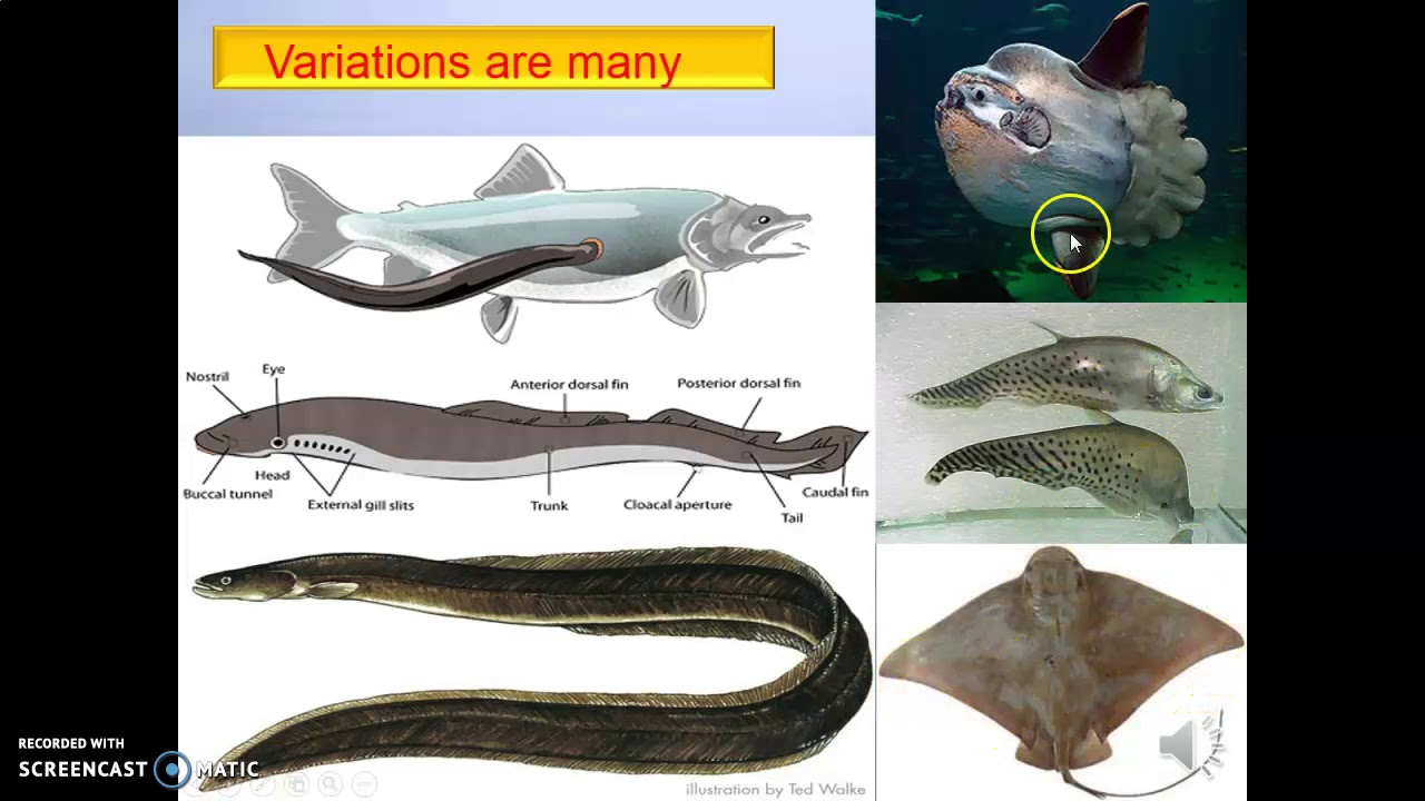 Types Of Fins In Fishes YouTube types-of-fins-in-fishes-youtube