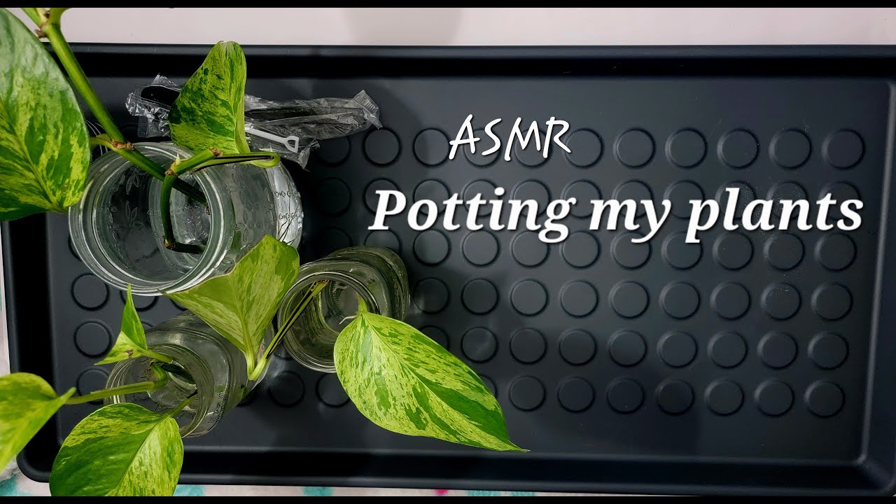 ASMR ~ Potting some plants ~ For Relaxation - YouTube