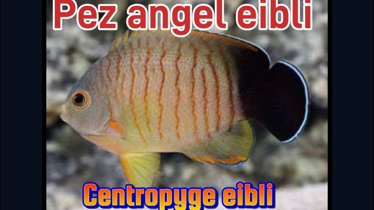 Pez angel eibli - de cola negra/ centropyge eibli / raro - YouTube