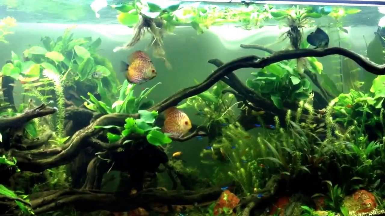 My mizube discus set up after next few weeks and adding floating plants ...
