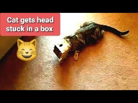 Cat gets head stuck in a box. big fail!!! - YouTube