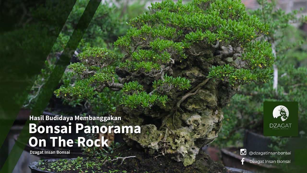 Bonsai Panorama On The Rock by "Dzagat Insan Bonsai" - YouTube