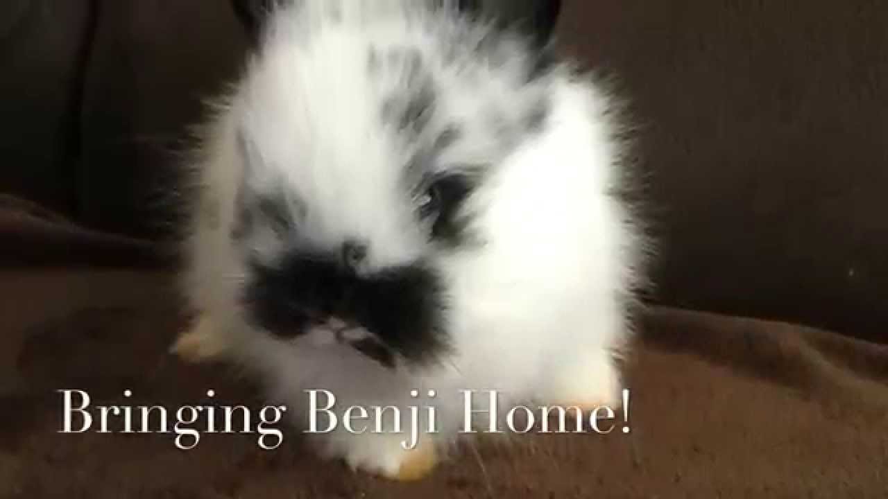 Benji the adorable lionhead bunny coming home! - YouTube