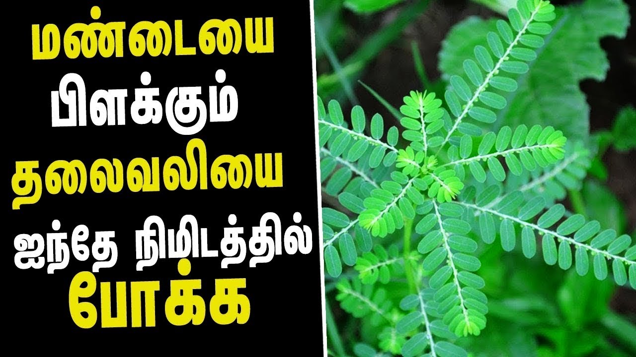 Benefits of keelanelli and There Uses - Tamil Health Tips | Tamil ...